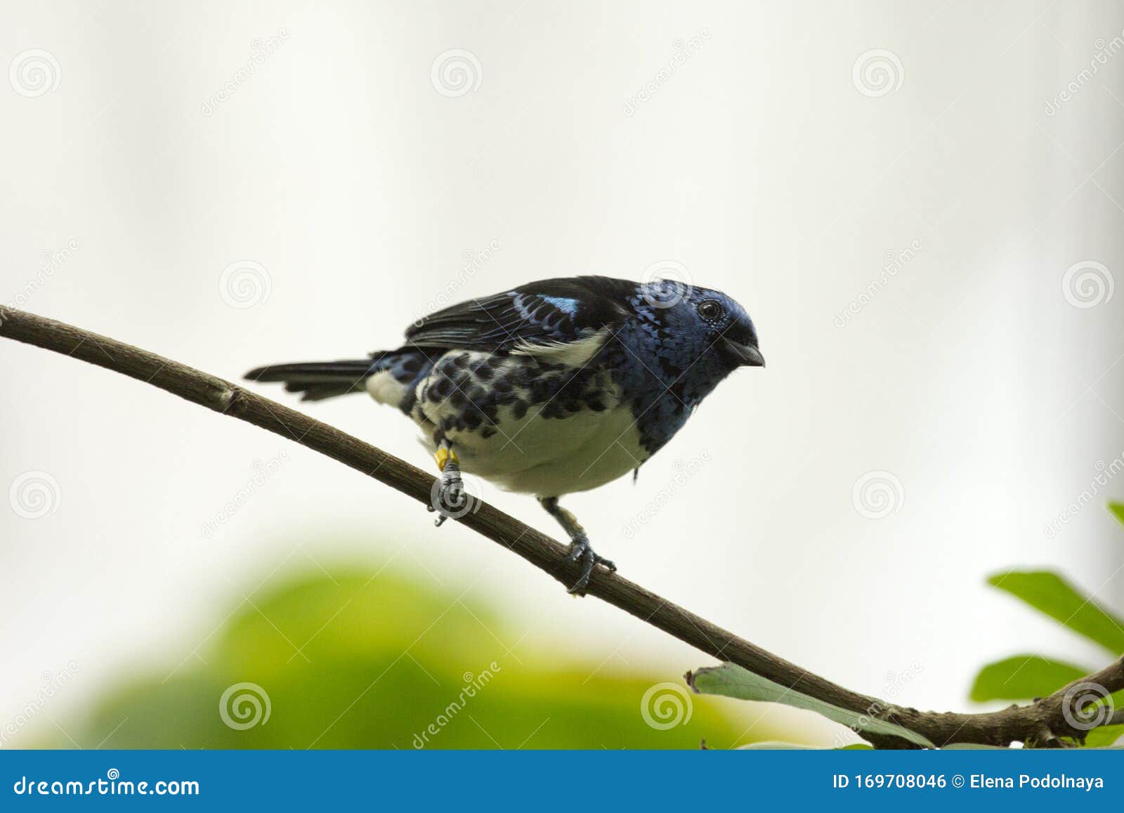 The Turquoise Tanager Tangara Mexicana. Stock Photo - Image of fauna ...