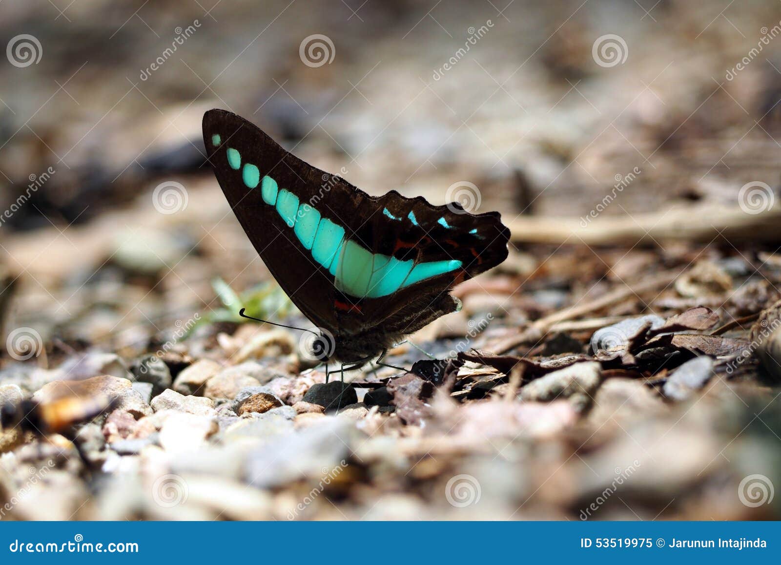 Turquoise wings butterfly stock image. Image of turquoise - 53519975
