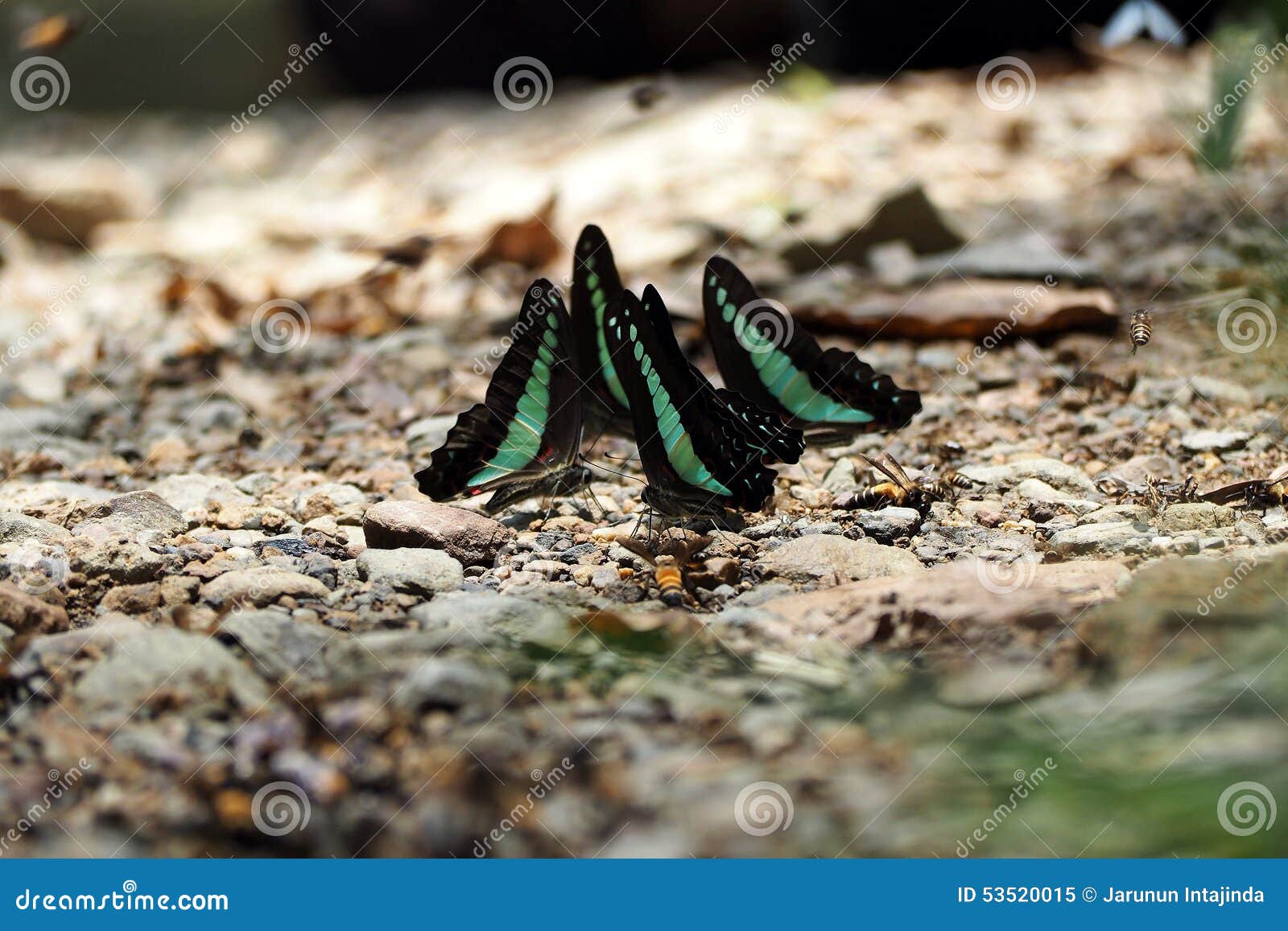 Turquoise wings butterfly stock image. Image of ground - 53520015