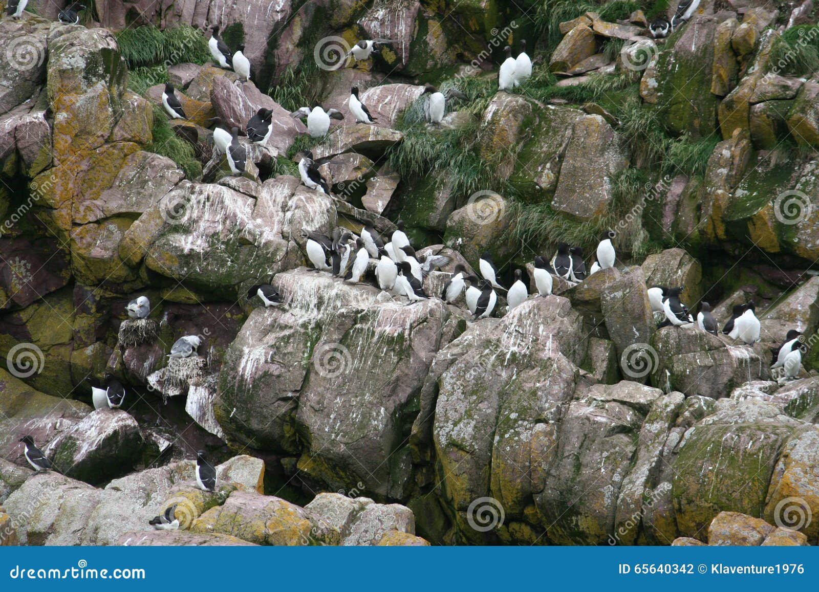 Turr and puffins stock photo. Image of turr, birds, cliff - 65640342