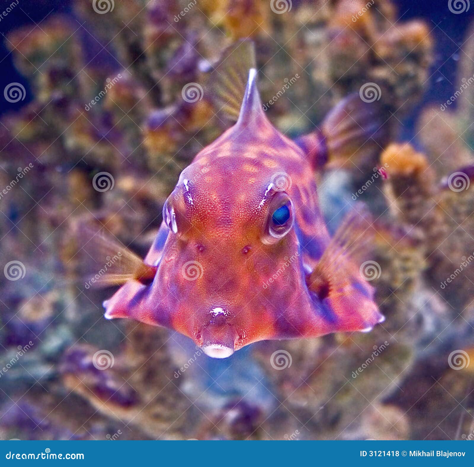 Turretfish 1 do Humpback foto de stock. Imagem de nave - 3121418