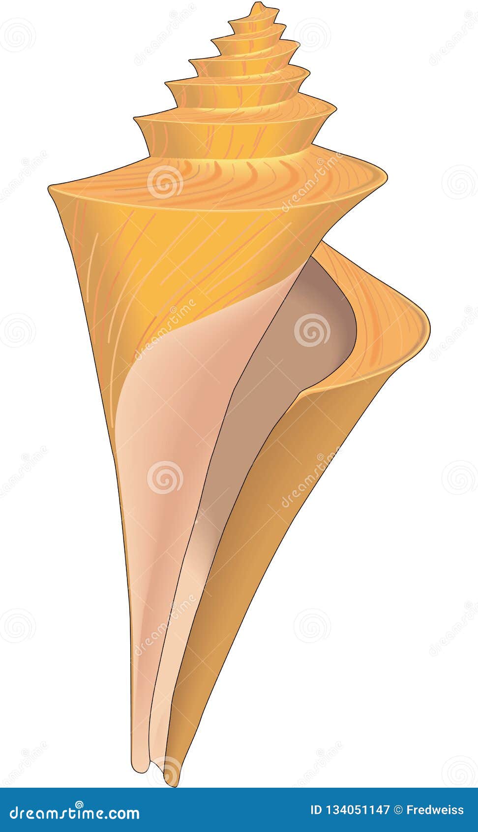 Turrid Shell Illustration stock vector. Illustration of shellfish ...