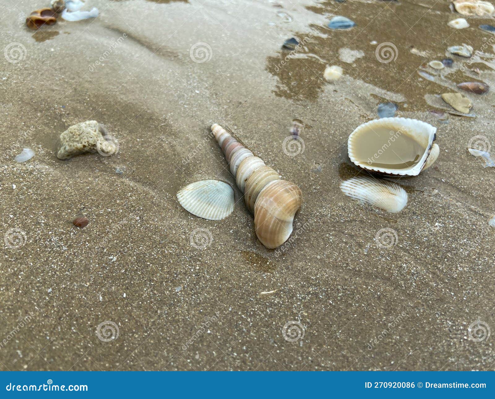 Turritella Communis on the Sand on the Beach in Various Shapes Stock ...