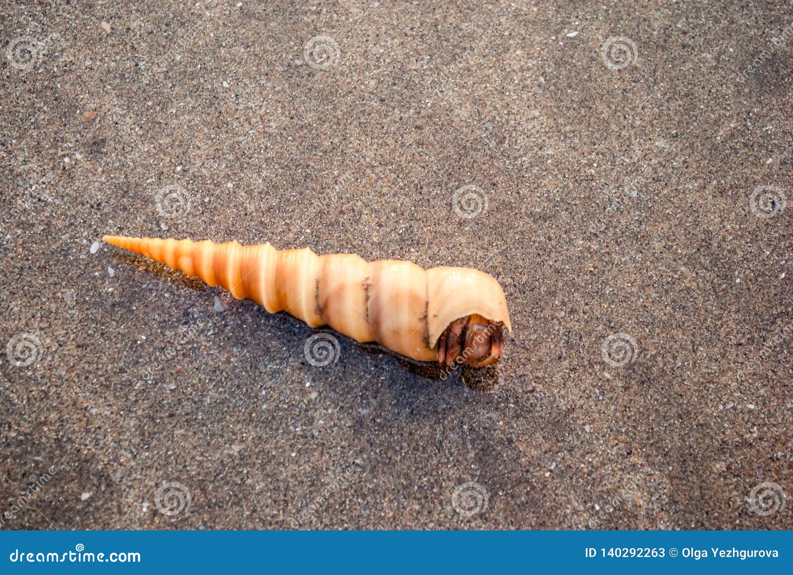 Turritella shell in water stock image. Image of marine - 140292263