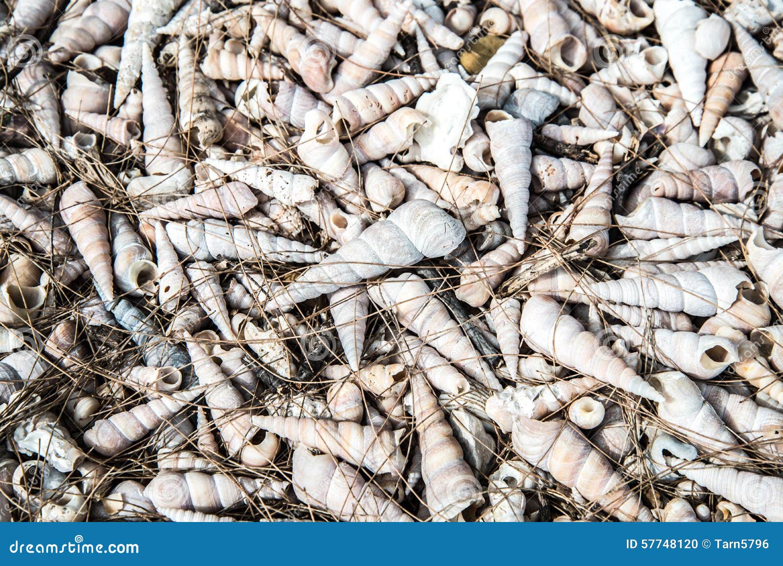 Turritella terebra stock photo. Image of gastropoda, animalia - 57748120