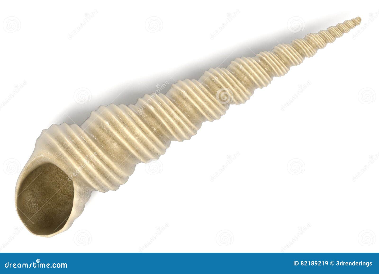 Turritella Terebra Boring Turret Snail Stock Illustration ...