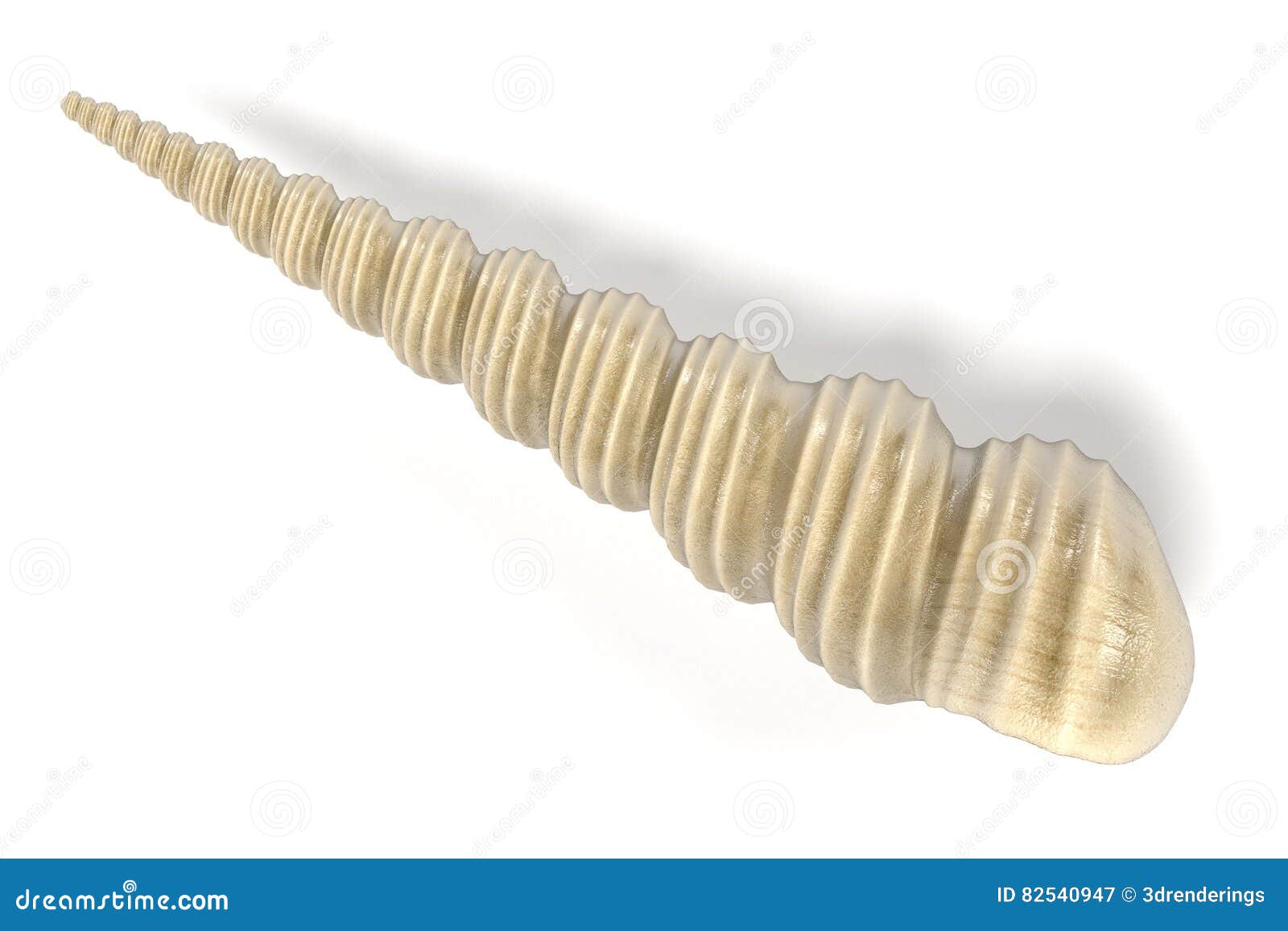 Turritella Terebra Boring Turret Snail Stock Illustration ...