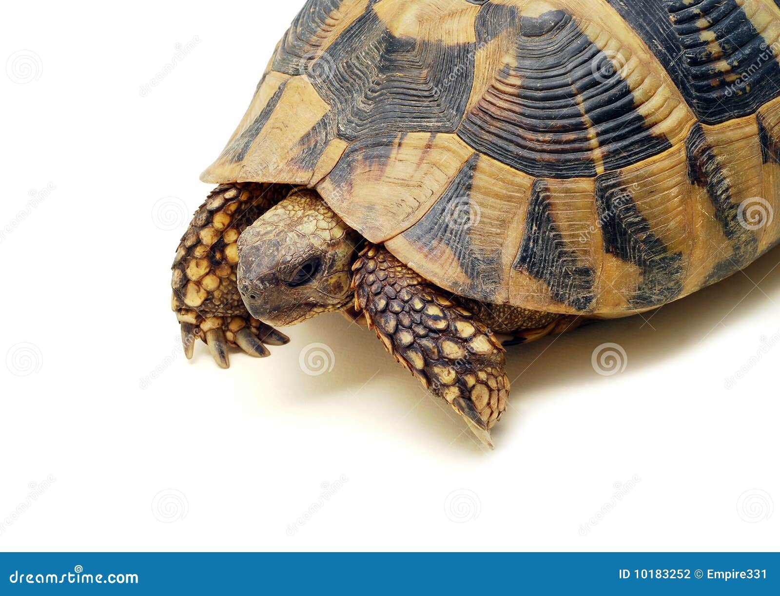 Turtle Picture. Image: 10183252