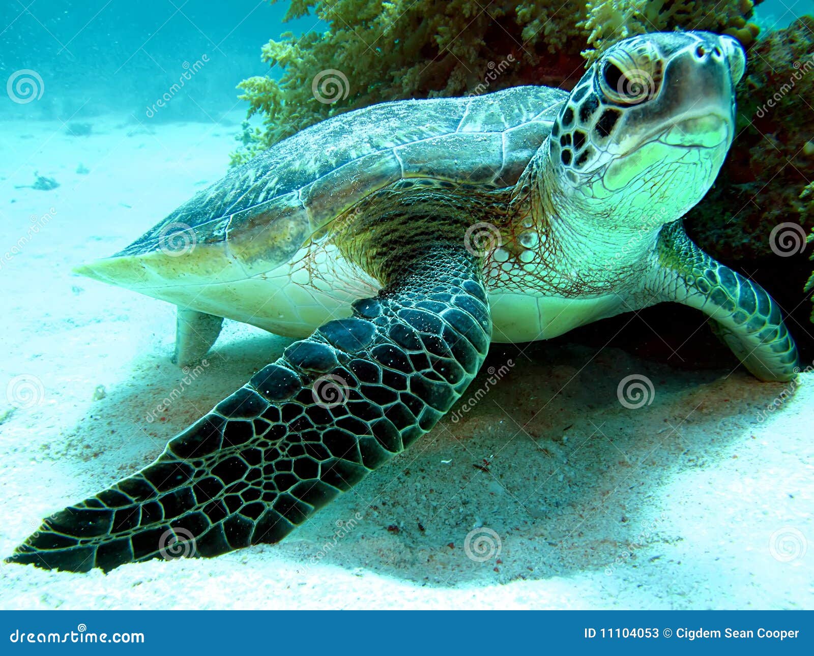 Turtle stock image. Image of fish, tropical, marine, tropic - 11104053