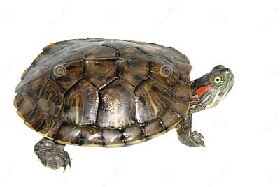 Turtle stock image. Image of back, hard, endangered, cartilaginous ...