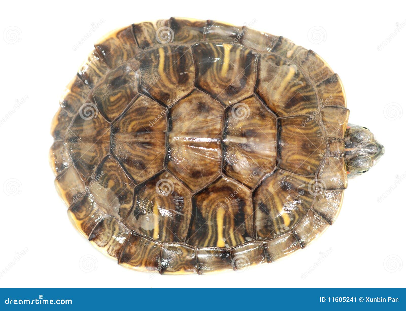 Turtle stock image. Image of collect, calm, cute, closeup - 11605241