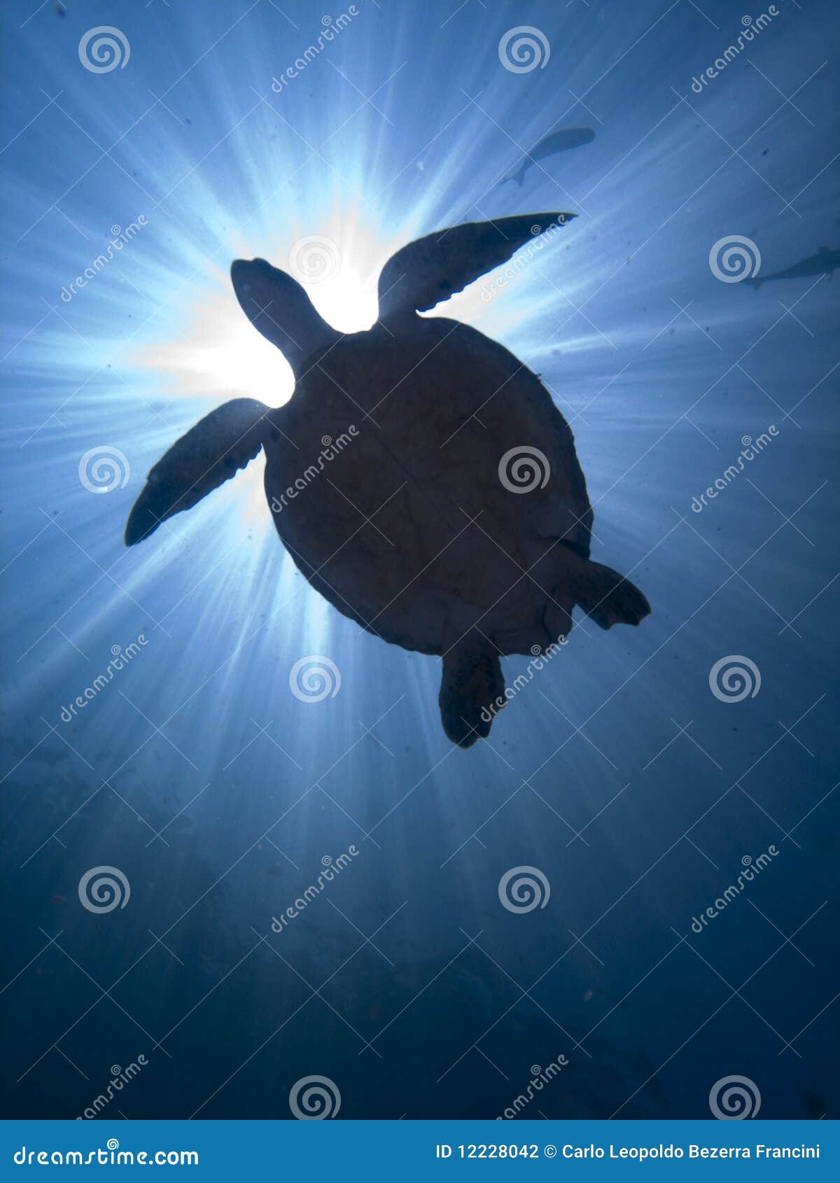 Turtle stock photo. Image of blue, tortoise, ocean, surface - 12228042