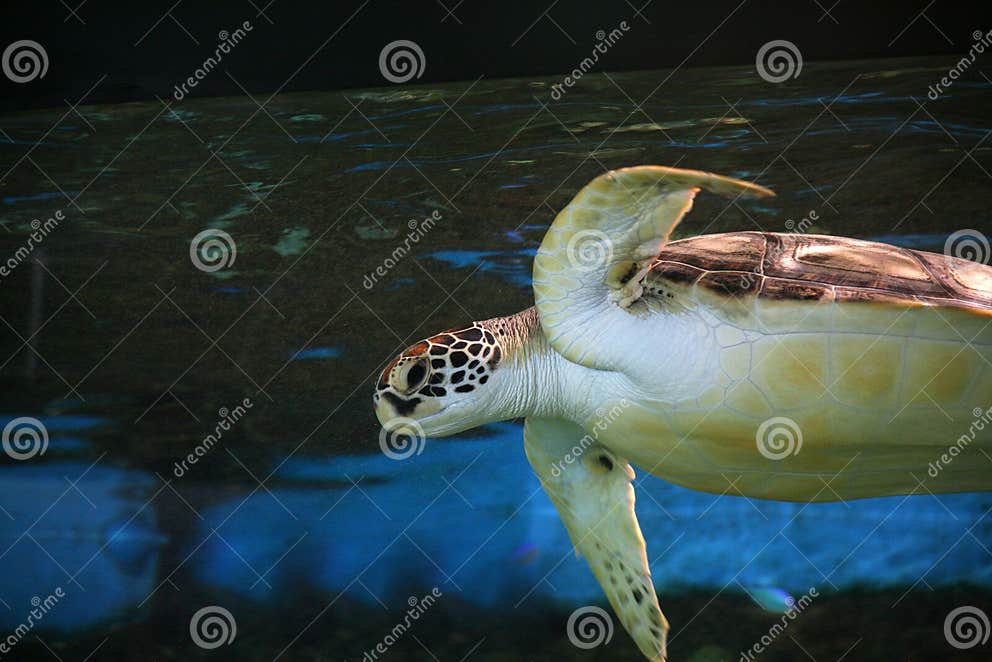Turtle stock photo. Image of water, aquatic, brown, turtle - 12735944
