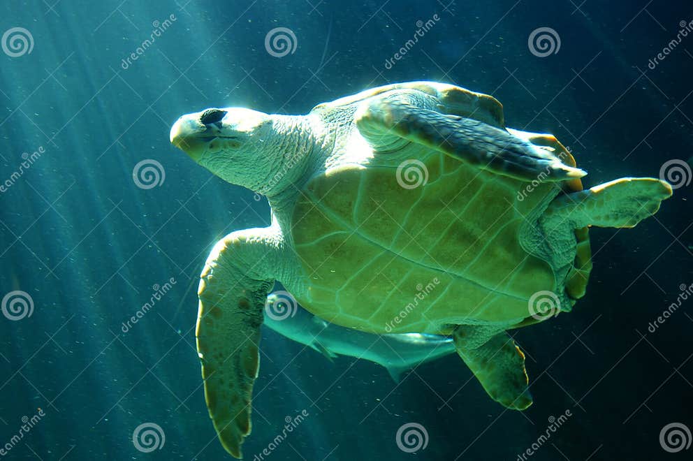 Turtle stock image. Image of africa, turtle, good, hope - 1304743