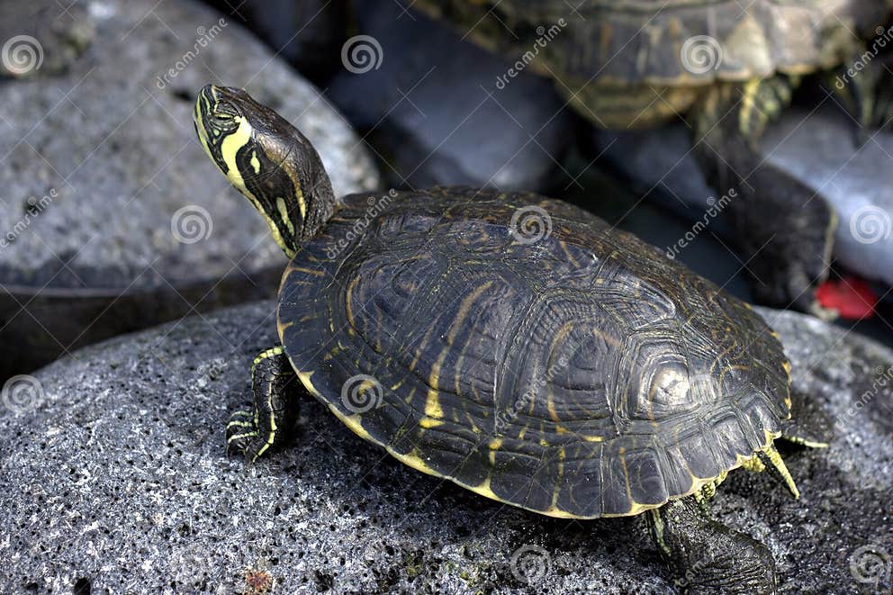 Turtle stock photo. Image of marine, rocks, reptile, turtle - 13707614