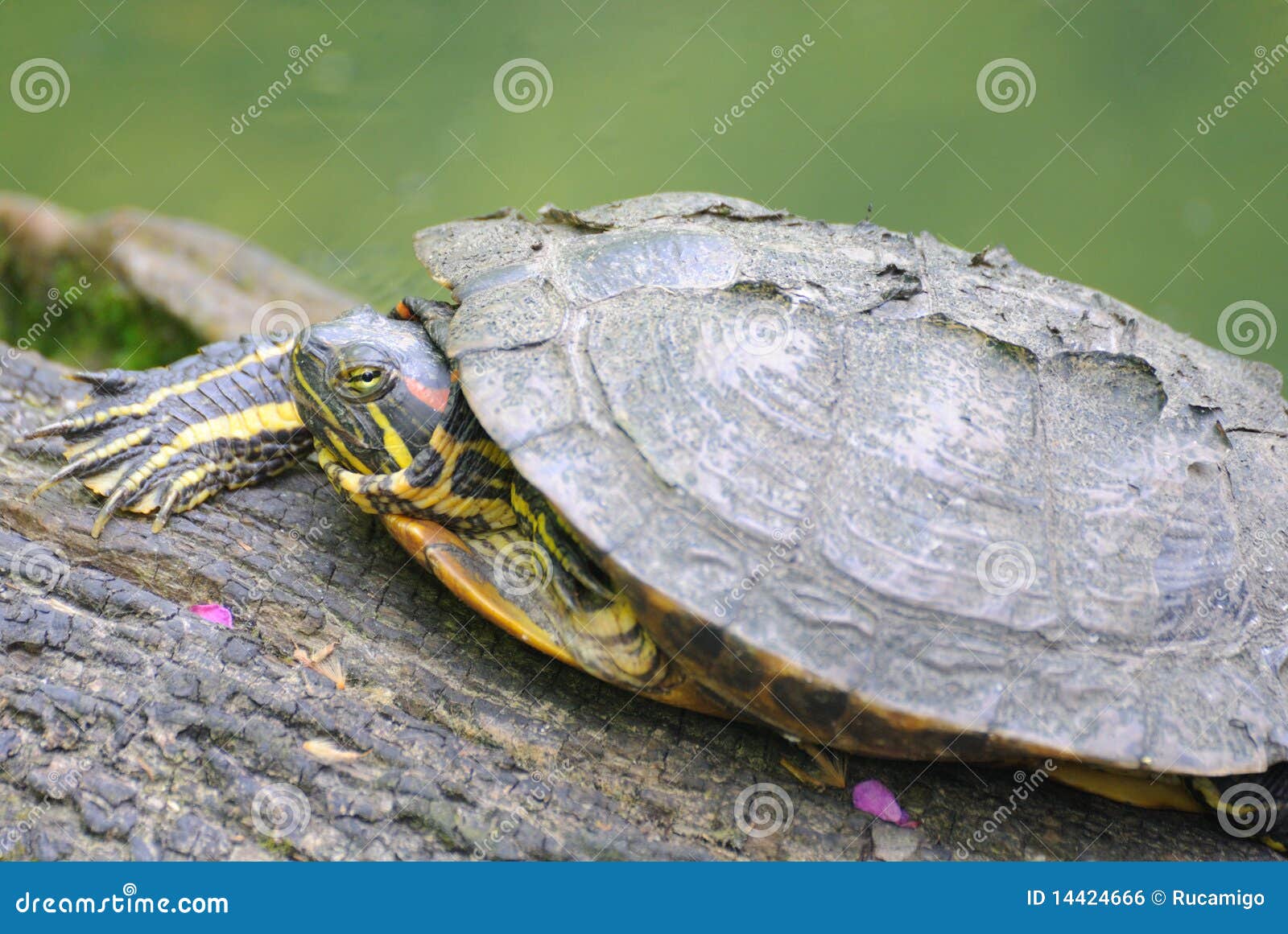 Turtle Picture. Image: 14424666