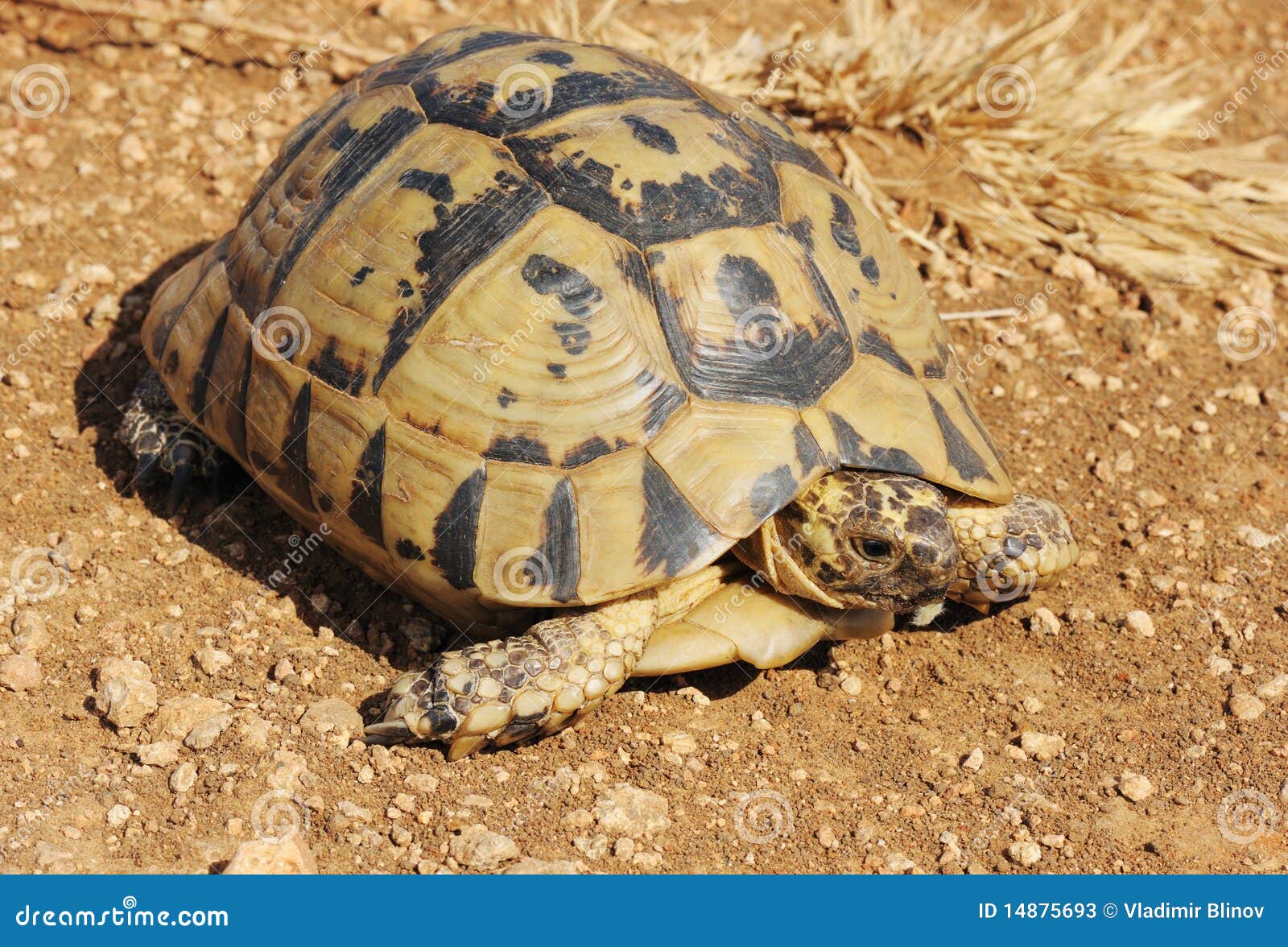 Turtle stock image. Image of animal, shell, fear, carapace - 14875693