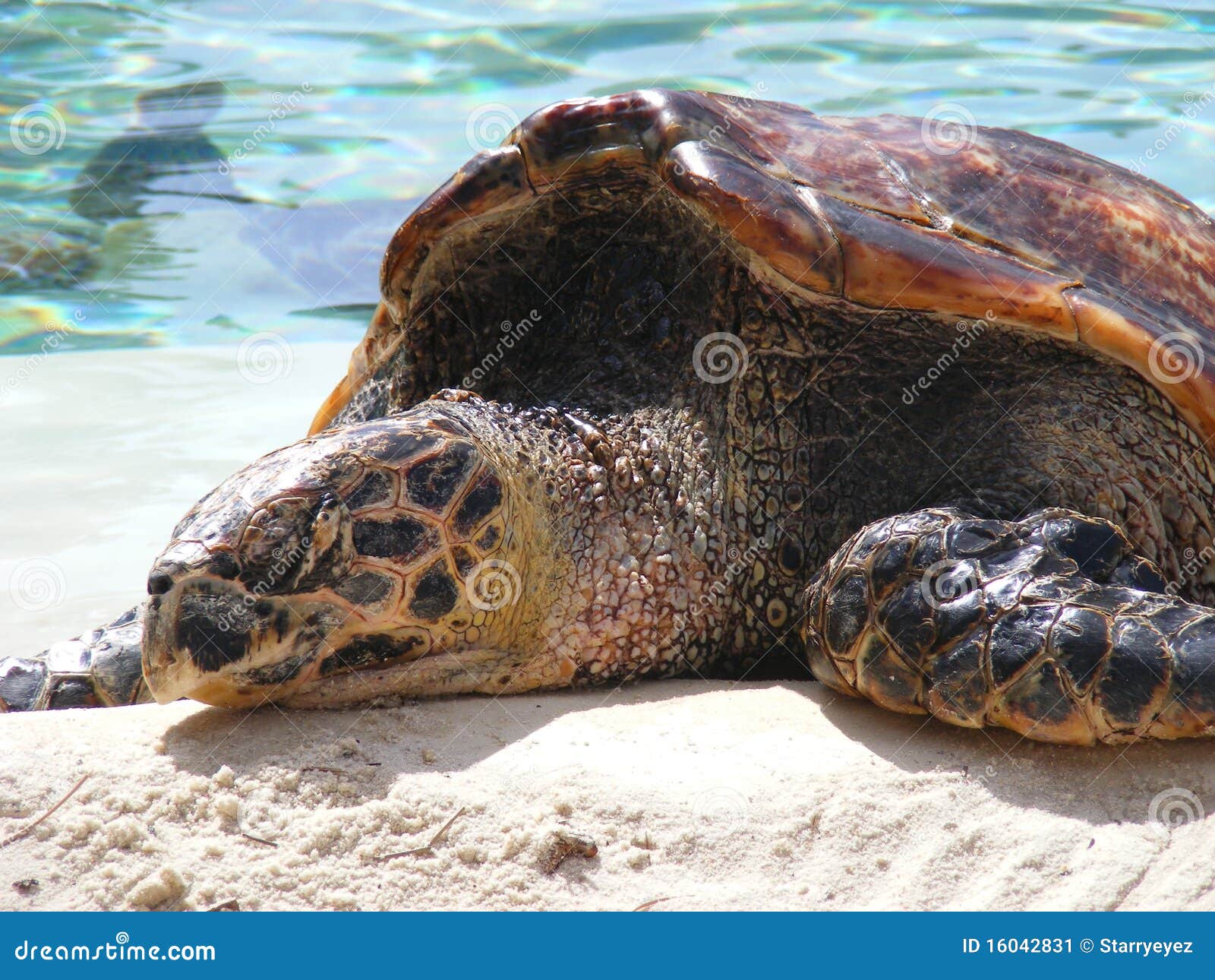 Turtle stock image. Image of animals, turtle, sand, amphibian - 16042831