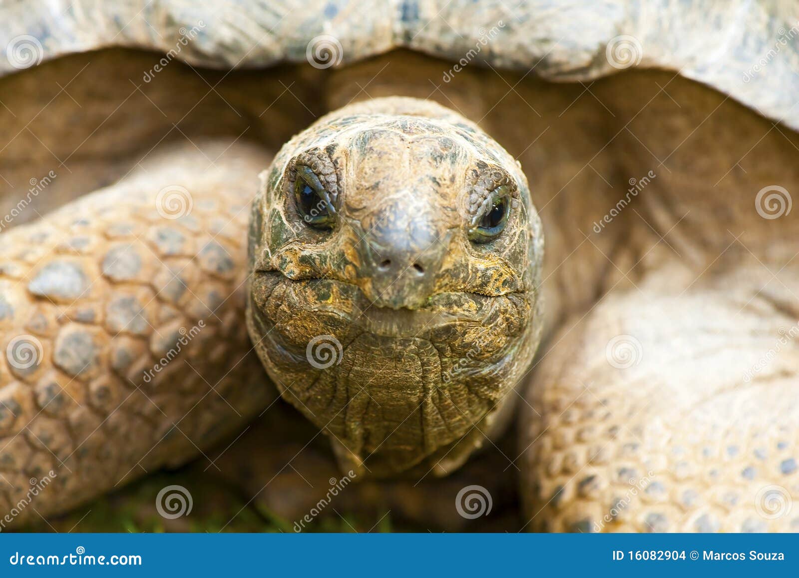Turtle stock photo. Image of nature, prehistoric, sluggish - 16082904