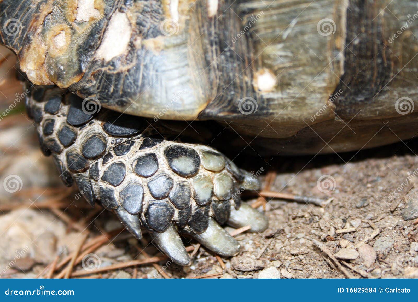 Turtle Leg Texture Stock Photo | CartoonDealer.com #46223634