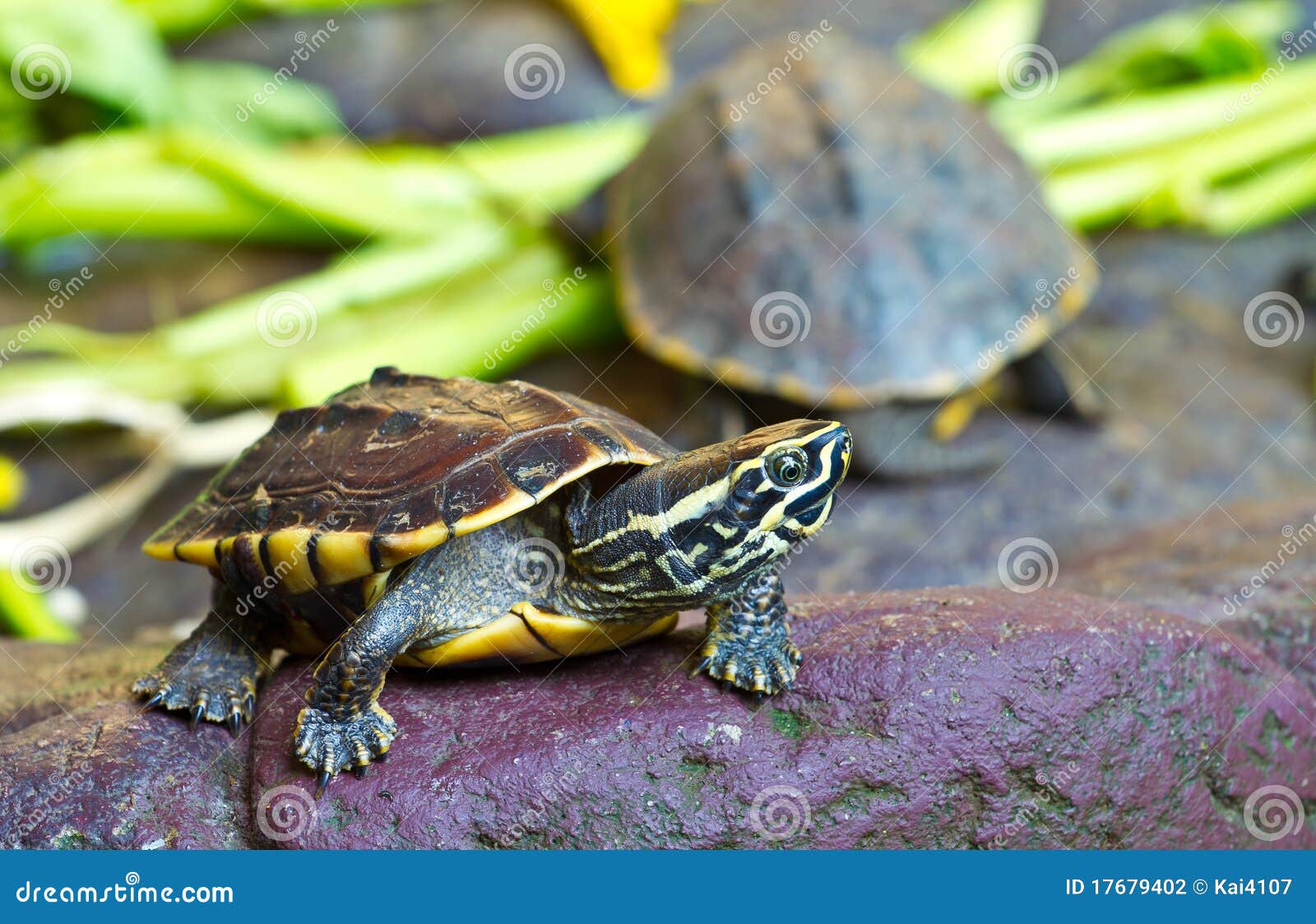 191 Small Fresh Water Turtles Stock Photos - Free & Royalty-Free Stock ...