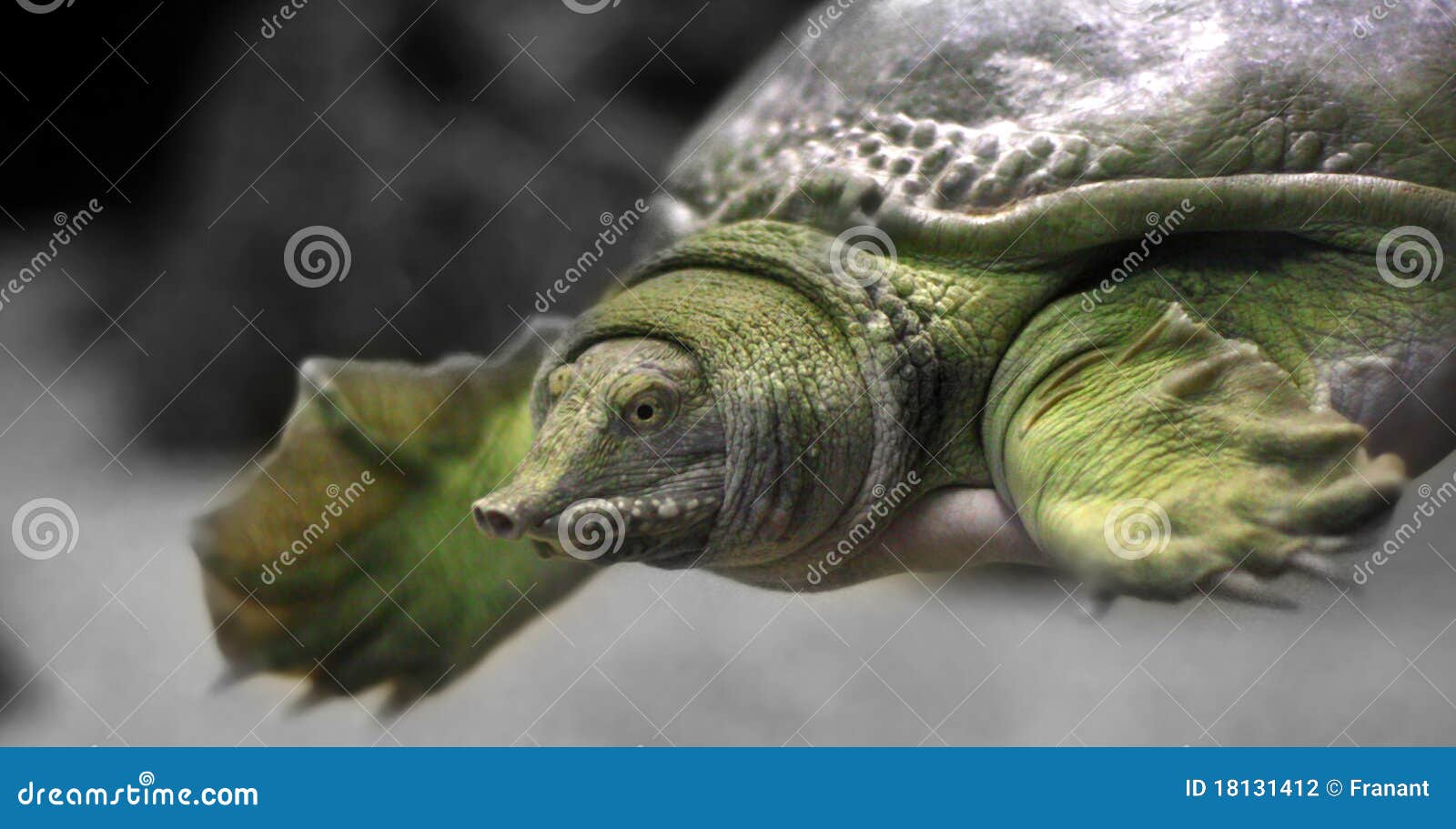 Hog Nosed Turtle Stock Photos - Free & Royalty-Free Stock Photos from ...