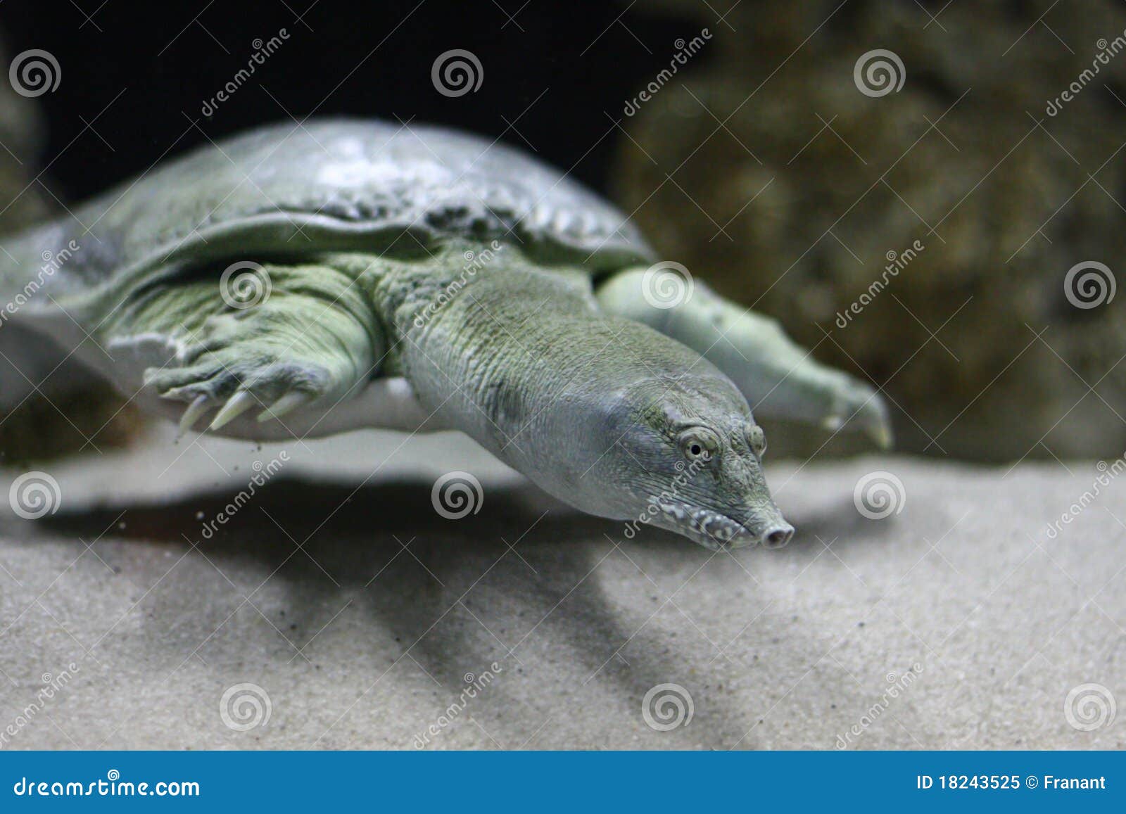 Turtle stock image. Image of calm, soft, species, nose - 18243525