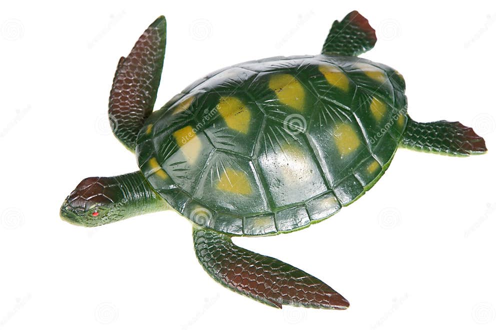Turtle stock image. Image of species, education, protection - 1883119