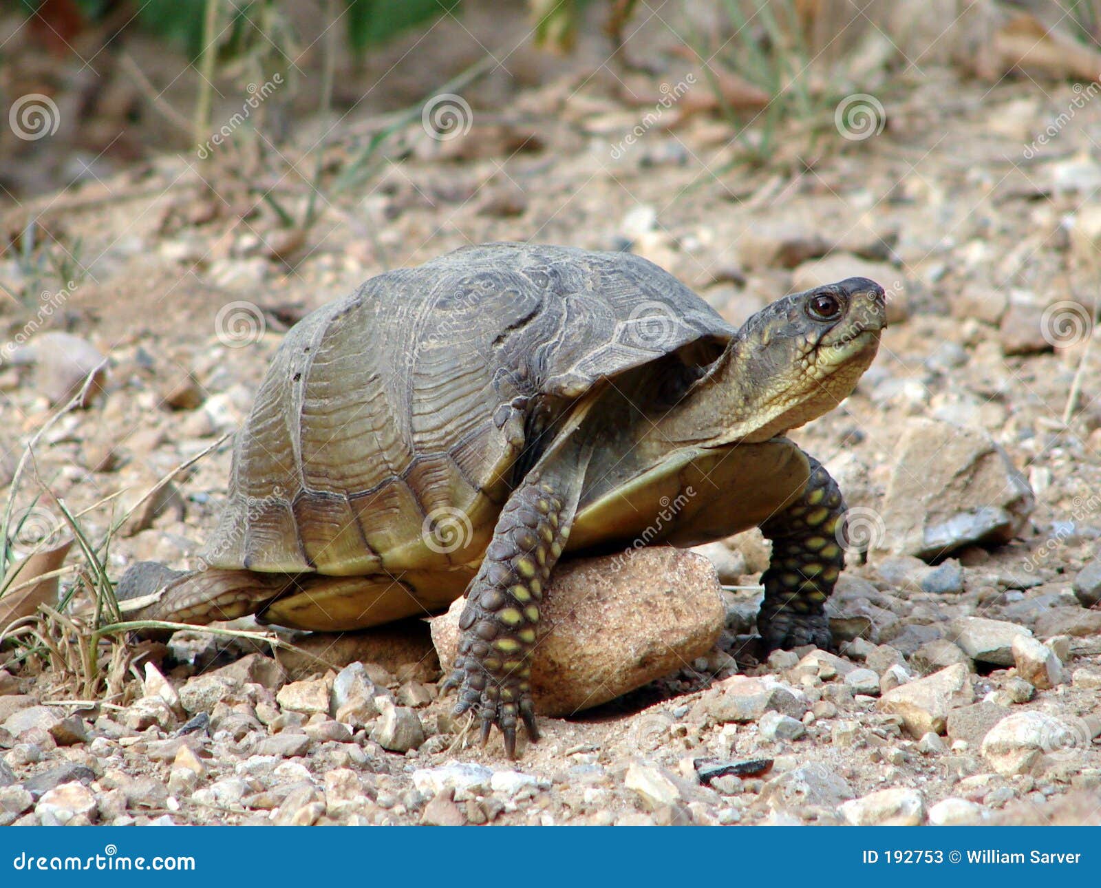 Turtle stock image. Image of rock, turtle, tortise, slow - 192753