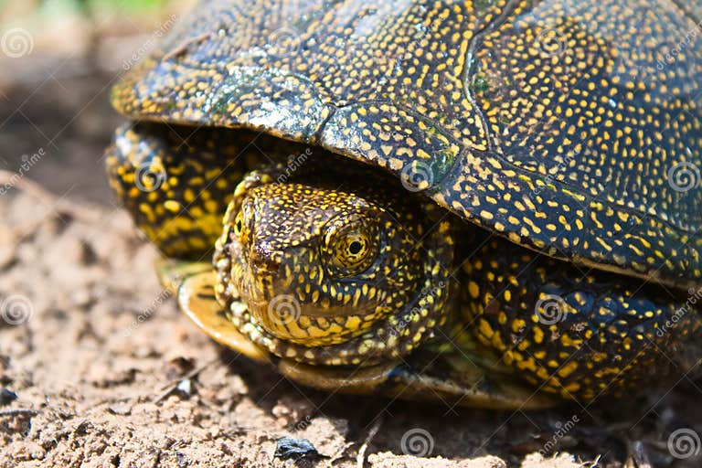 Turtle stock image. Image of mammal, handle, liver, animal - 19355303