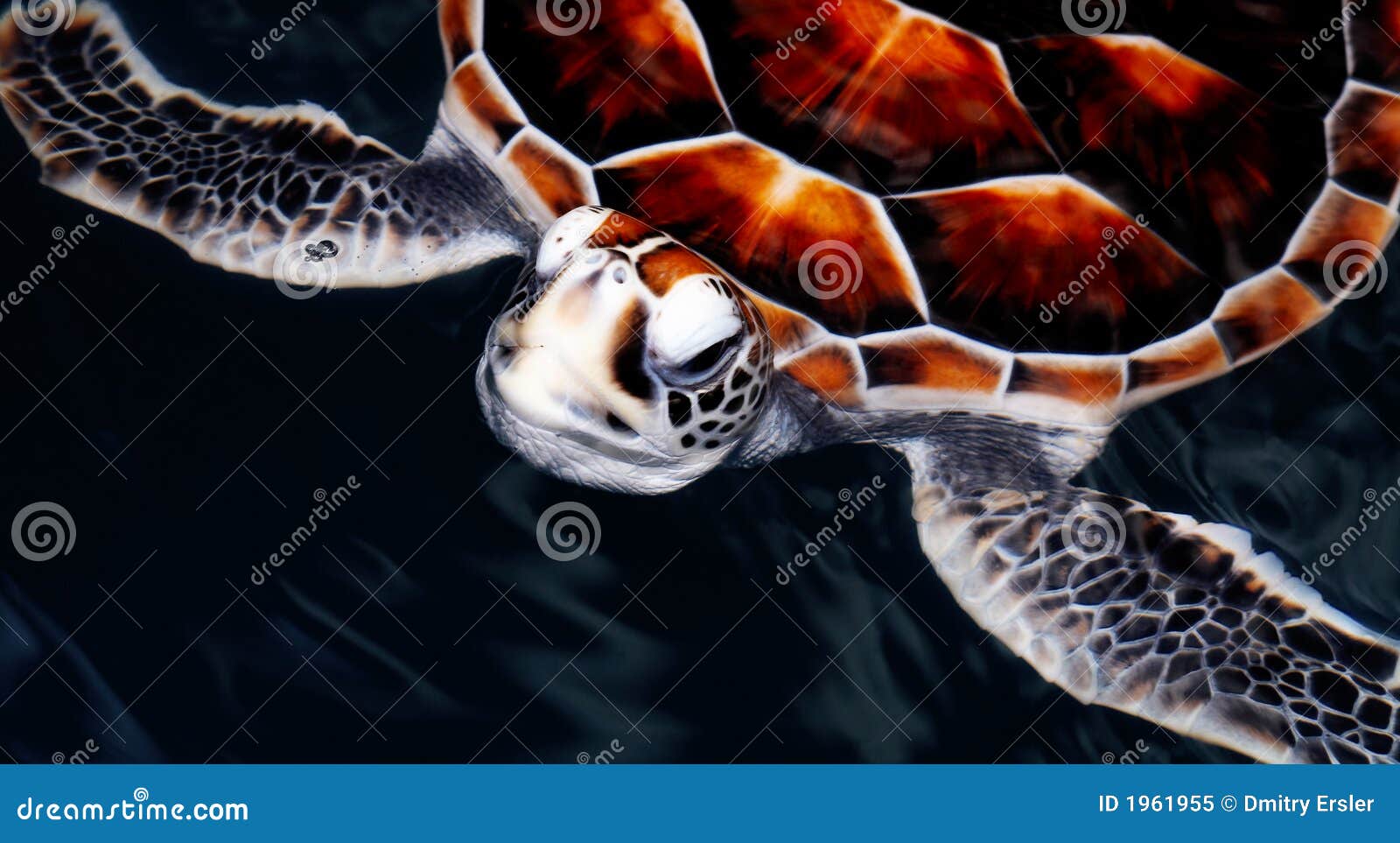 Turtle stock image. Image of mammal, impetuous, muzzle - 1961955