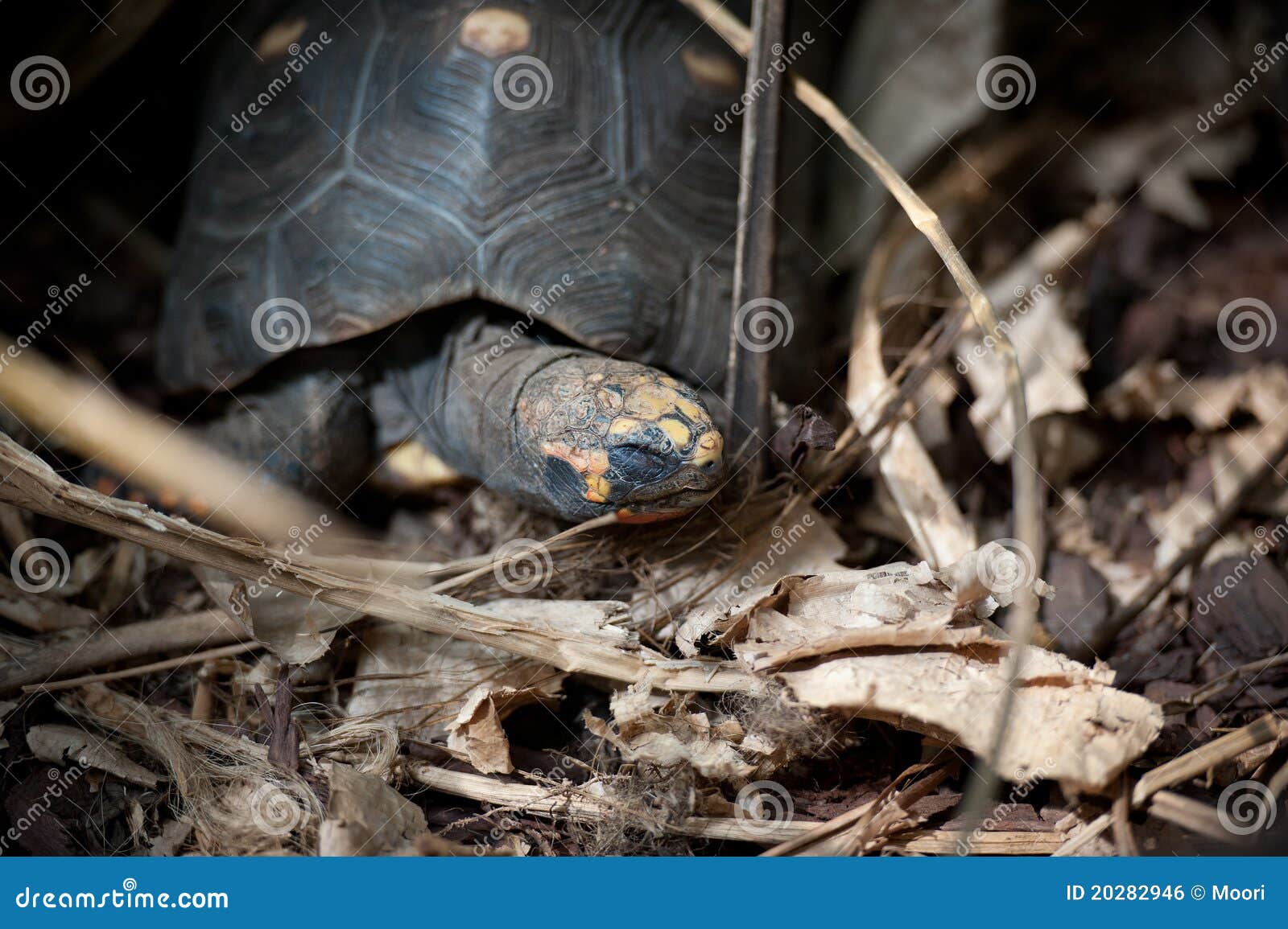 Turtle stock photo. Image of scale, herman, animal, turtle - 20282946