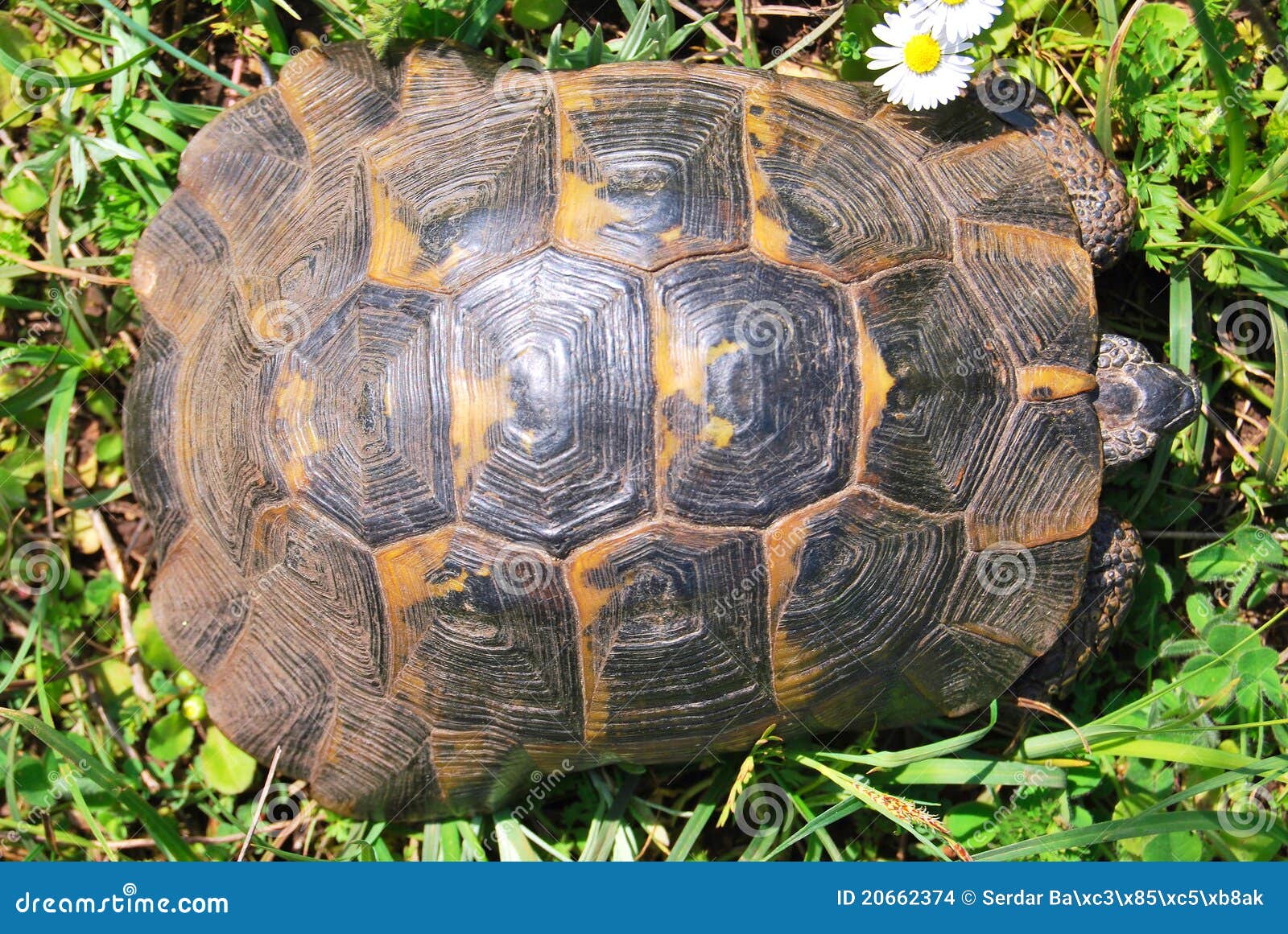 Turtle stock photo. Image of lazy, turtle, green, fast - 20662374