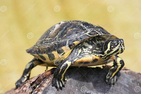 Turtle stock photo. Image of wildlife, animal, isolated - 20988198