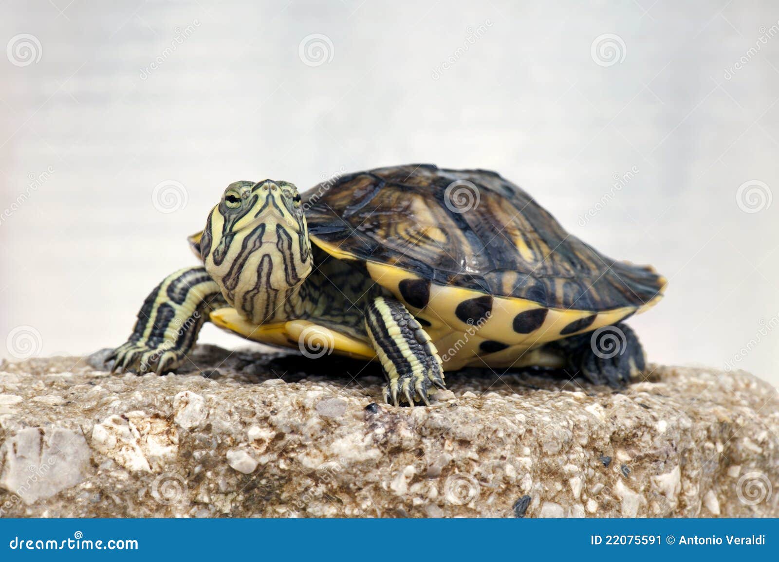 Turtle stock image. Image of animal, keel, muzzle, claw - 22075591