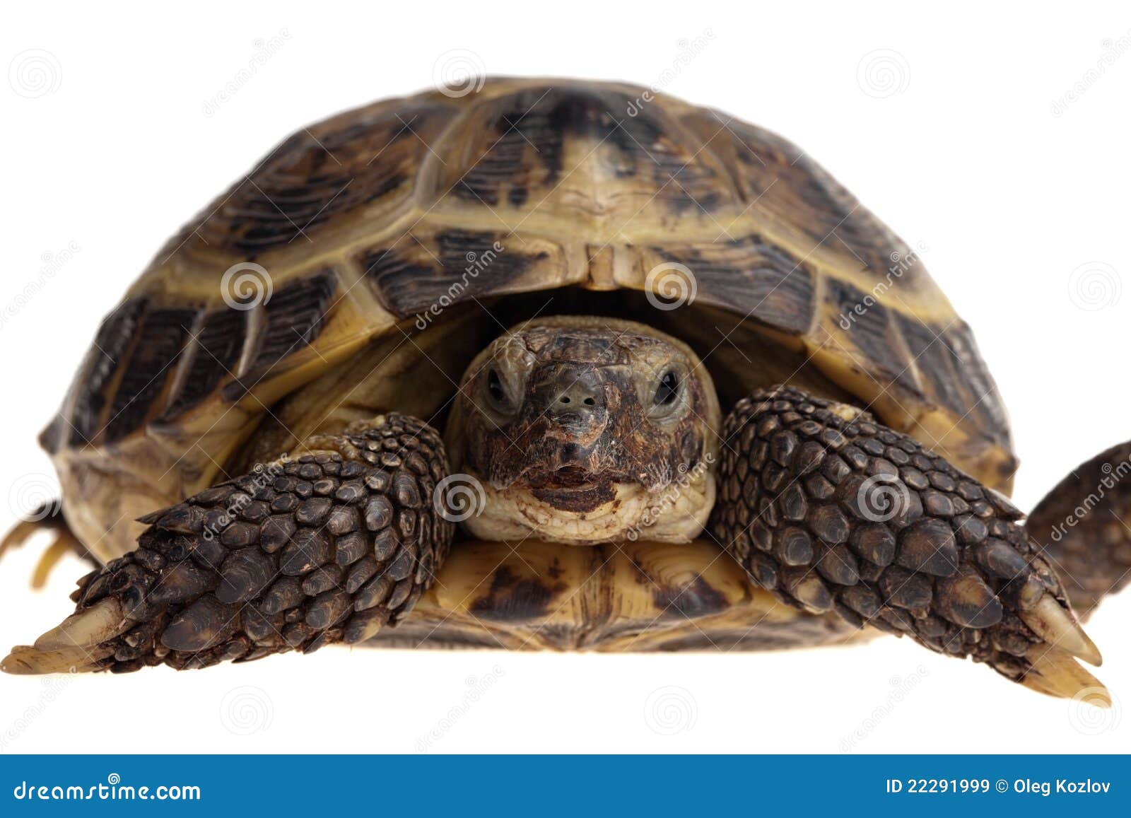 Turtle stock image. Image of isolated, front, crawl, snout - 22291999