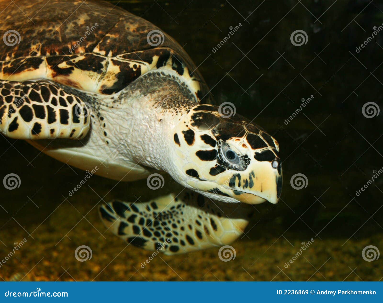 Turtle stock image. Image of arid, buttocks, head, endurance - 2236869