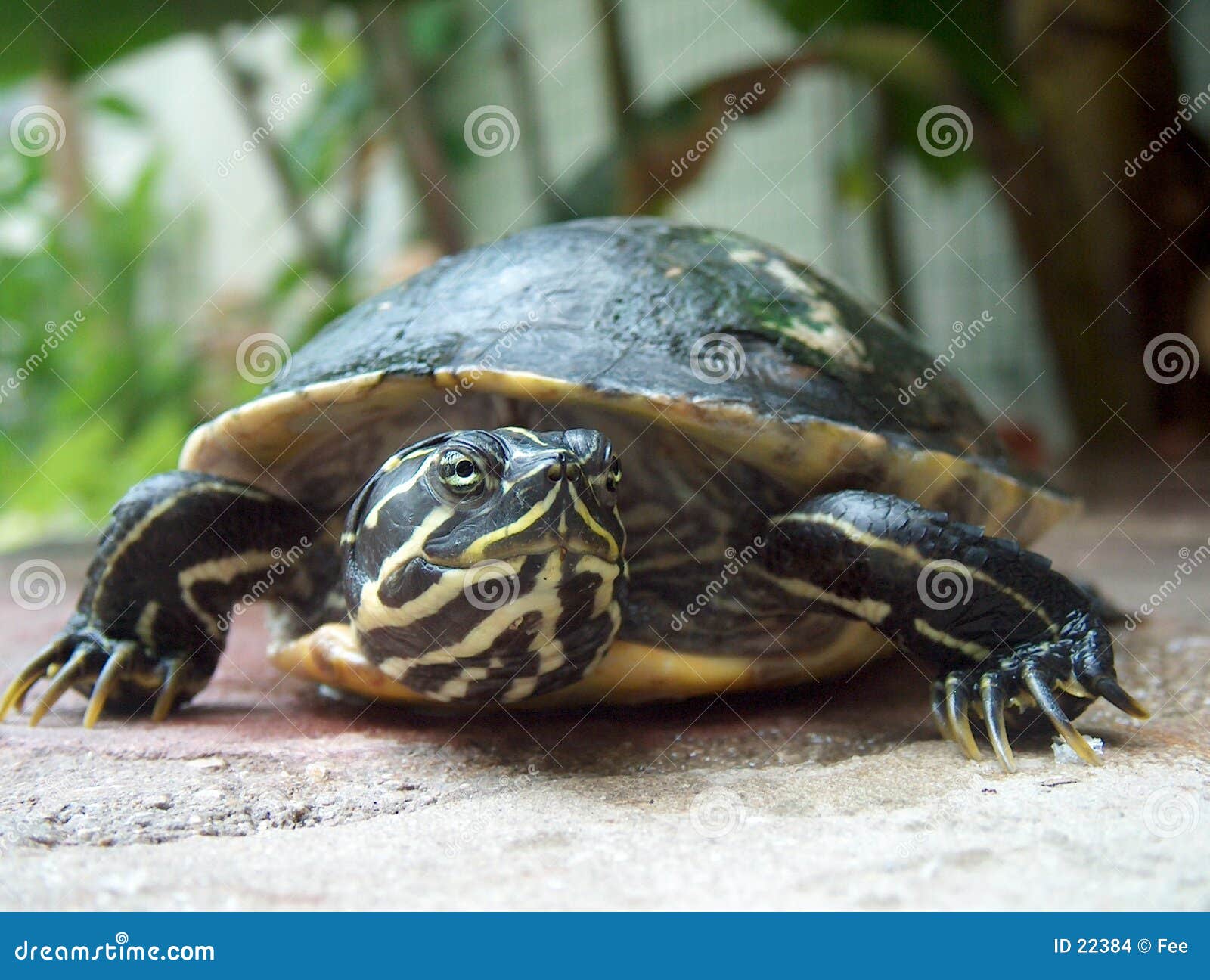Turtle stock photo. Image of claws, turtle, snap, turtles - 22384