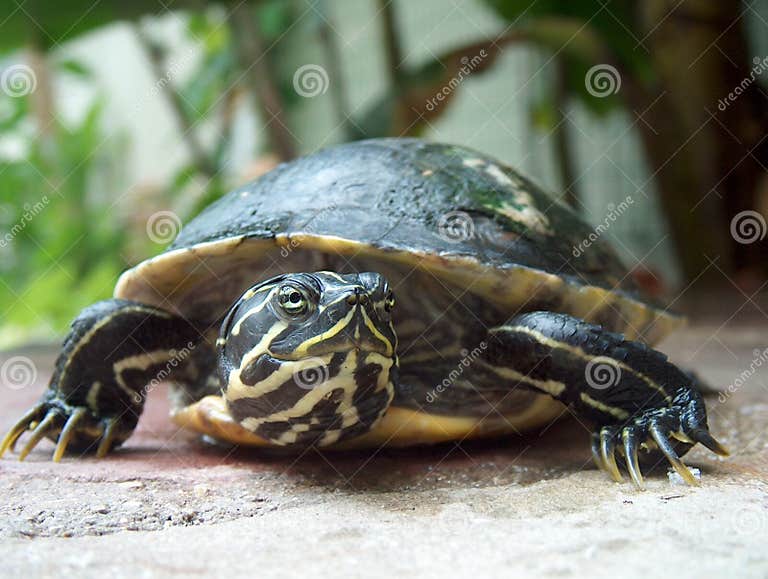 Turtle stock photo. Image of claws, turtle, snap, turtles - 22384