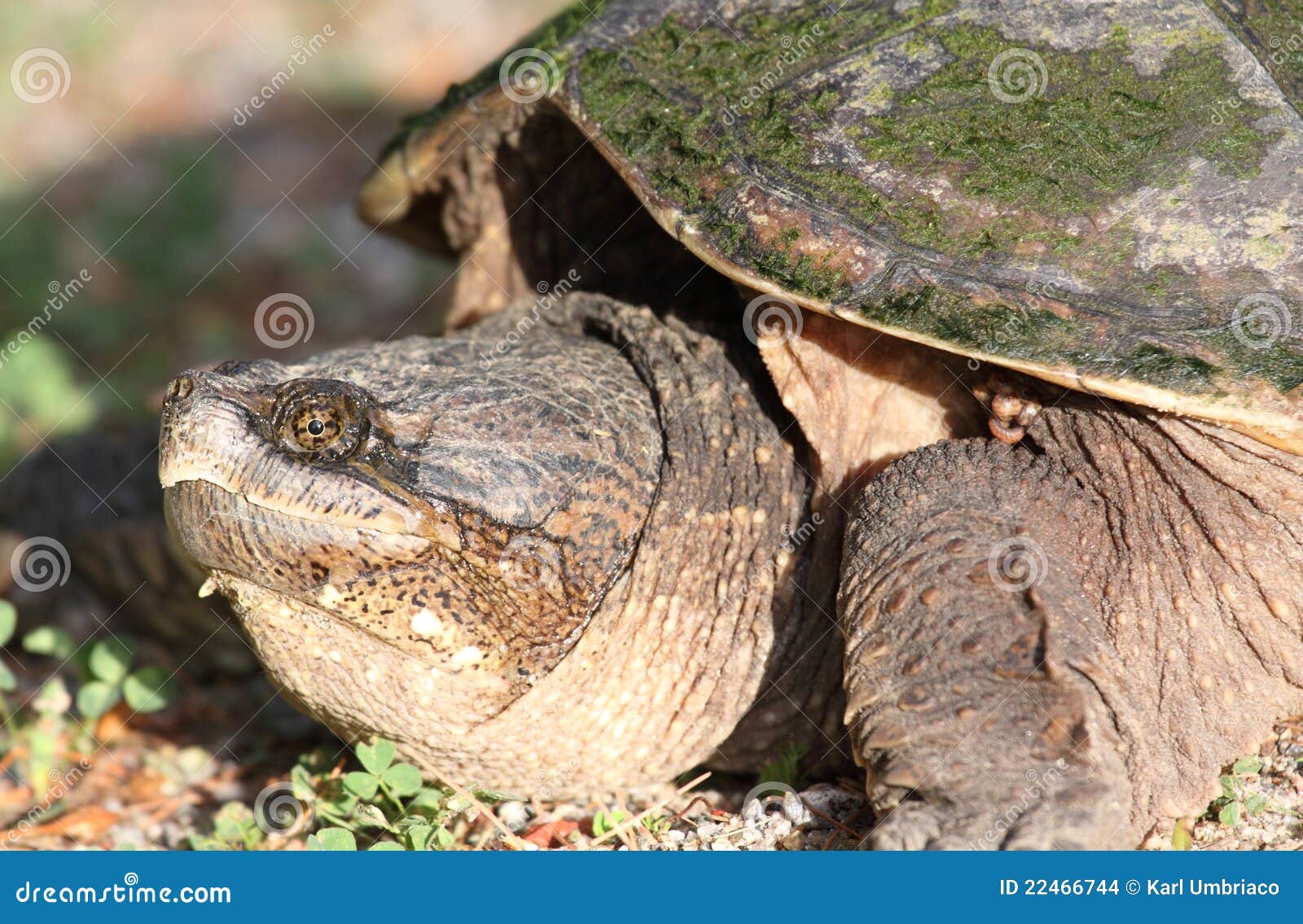 Turtle stock photo. Image of amphibian, face, quebec - 22466744