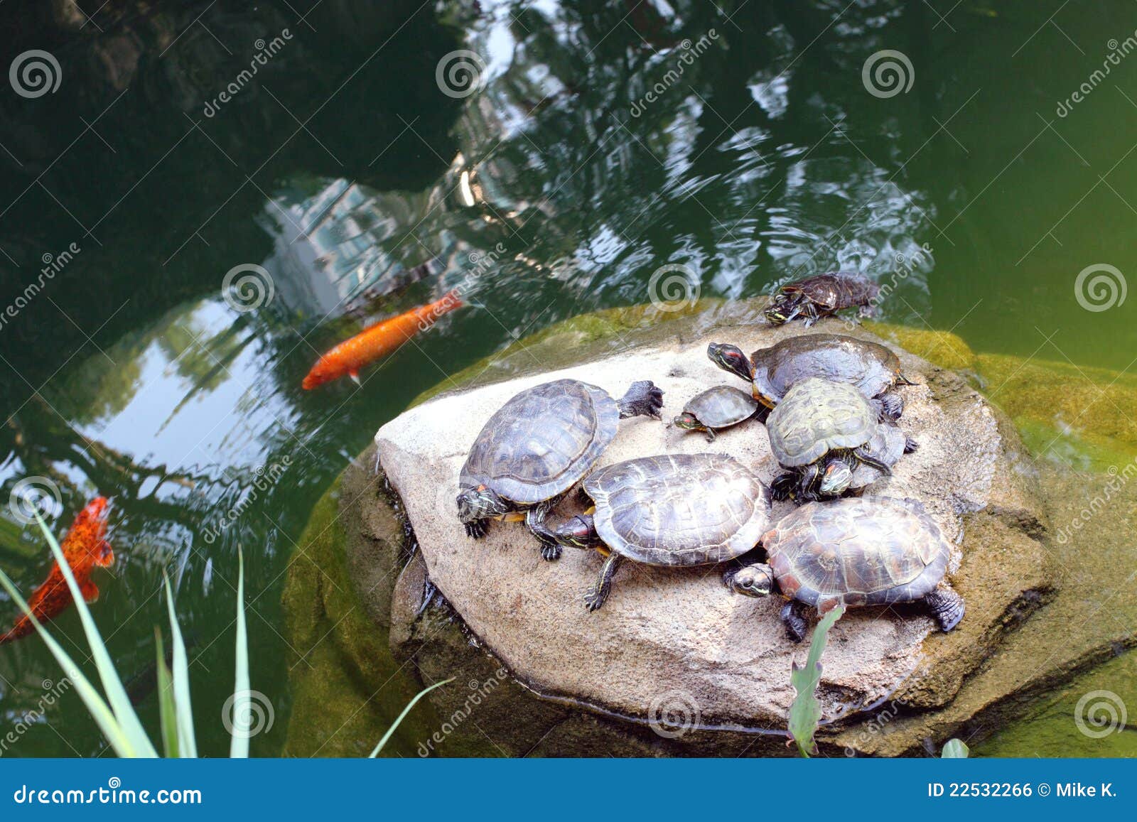 Turtle stock photo. Image of head, diving, rest, shot - 22532266
