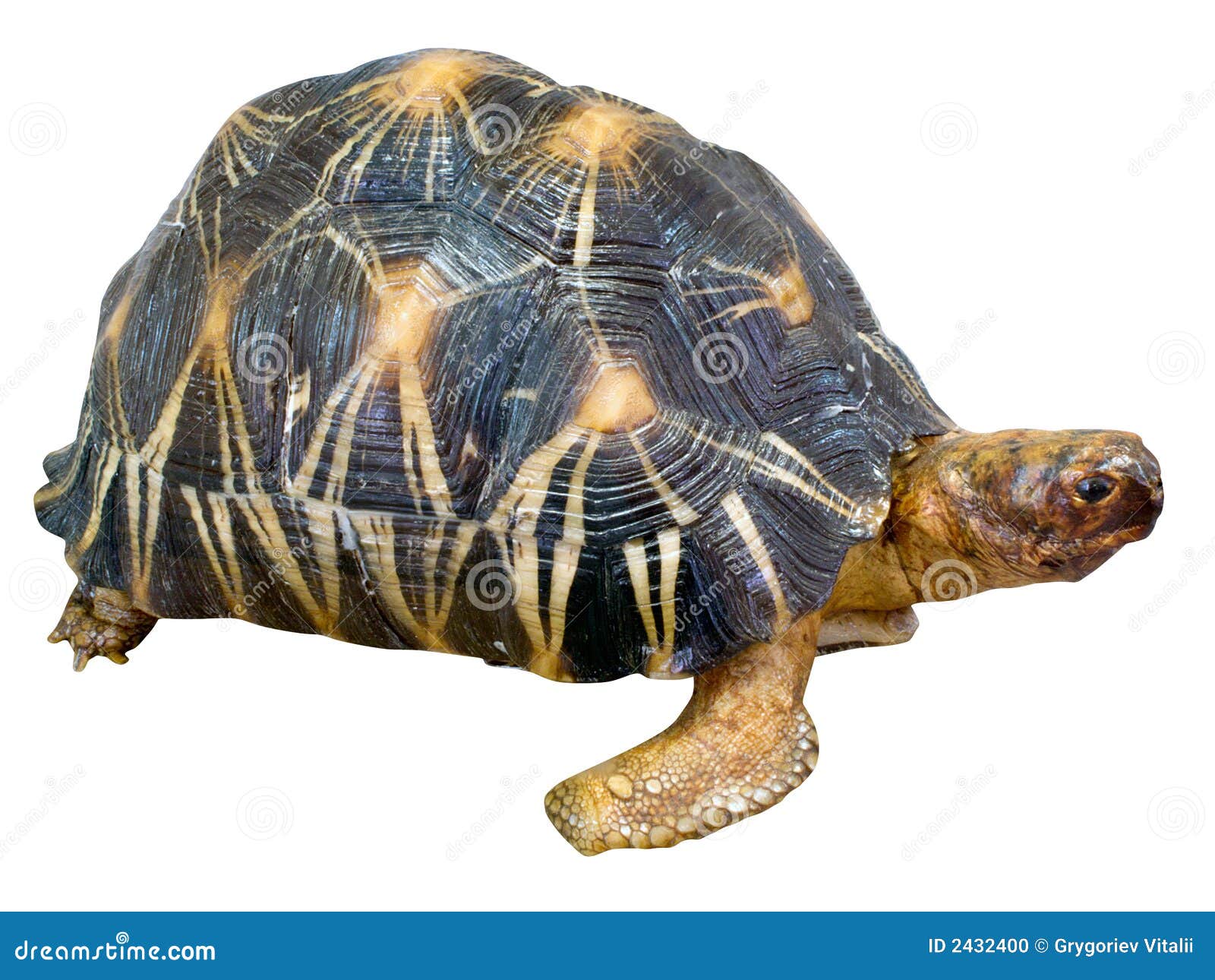 Turtle stock photo. Image of testa, path, hump, turtle - 2432400