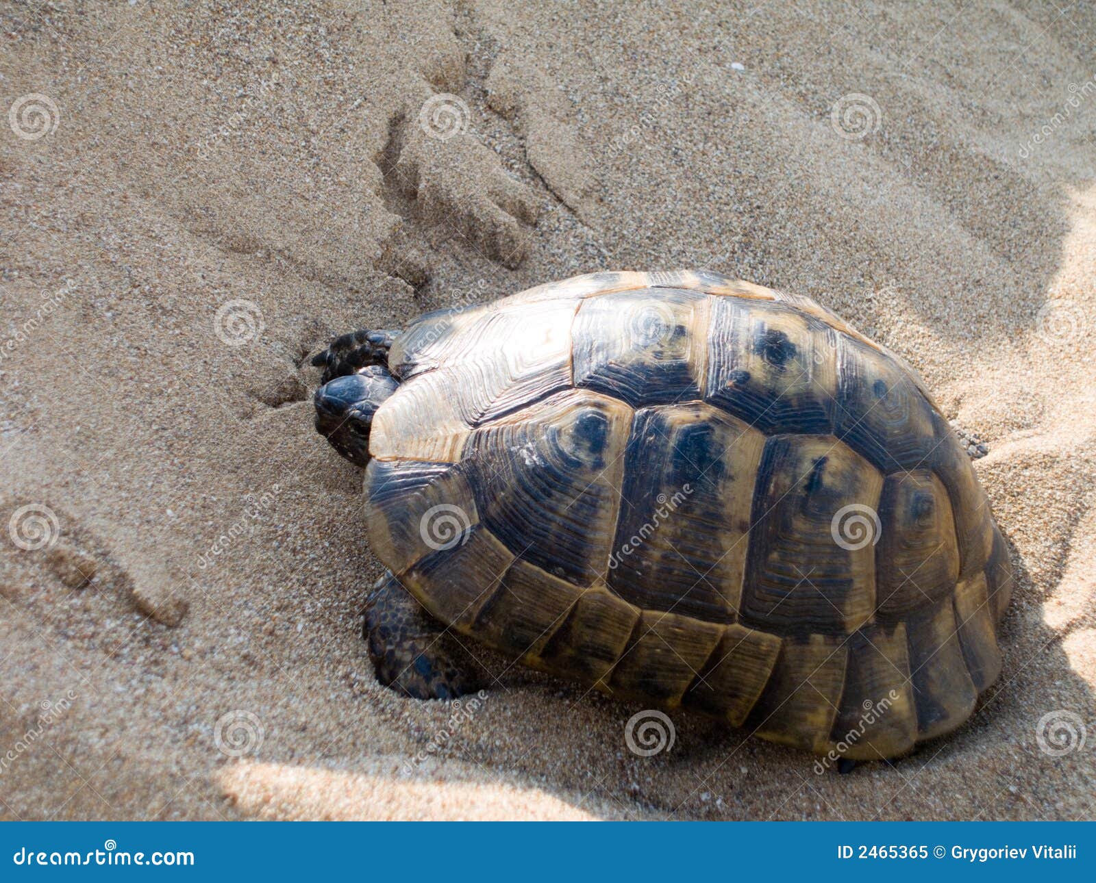 Turtle stock image. Image of eyes, turtle, hump, head - 2465365