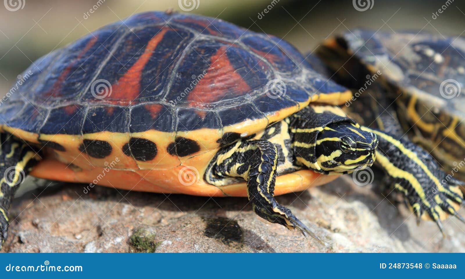 Turtle stock photo. Image of legs, view, turtle, side - 24873548