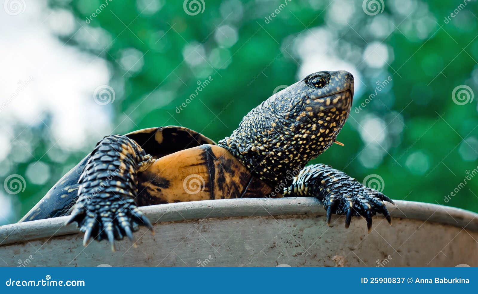 751 Turtle Leg Stock Photos - Free & Royalty-Free Stock Photos from ...