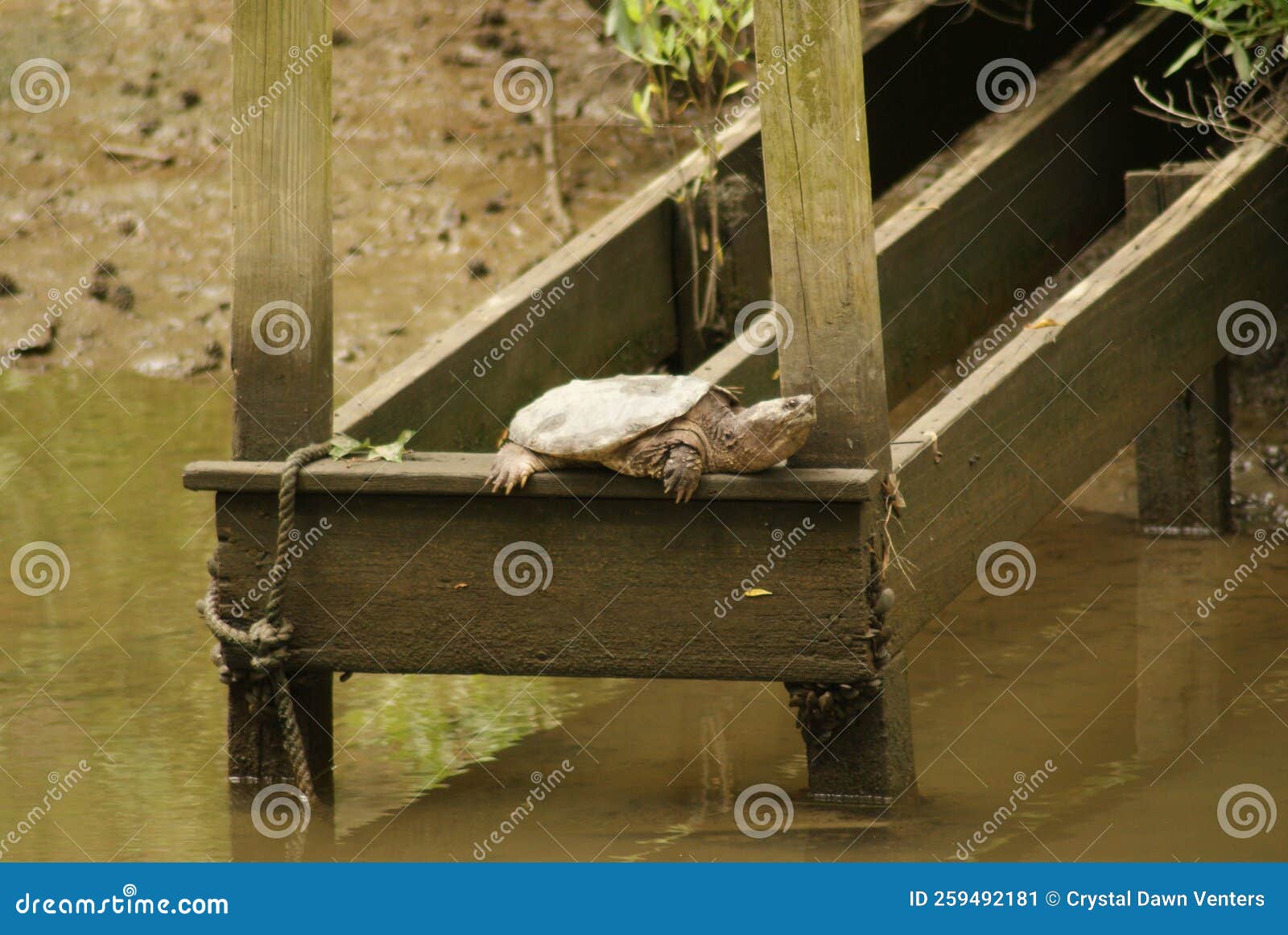 Turtle stock image. Image of snapping, slider, reptile - 259492181