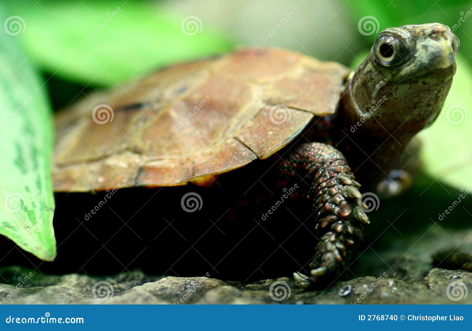 Slowpoke Turtle Stock Photos - Free & Royalty-Free Stock Photos from ...