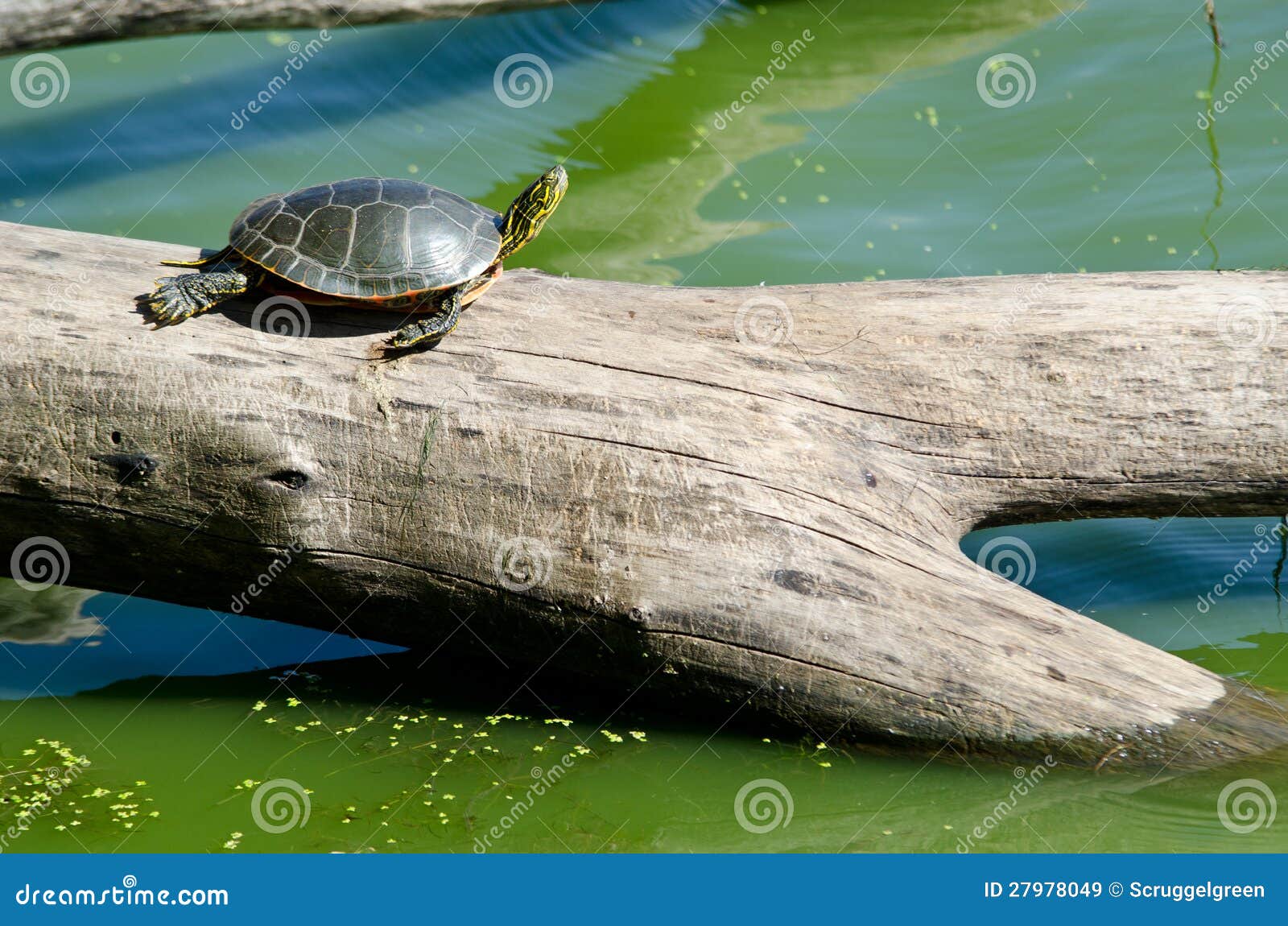 Turtle stock image. Image of tropical, relax, feet, shell - 27978049