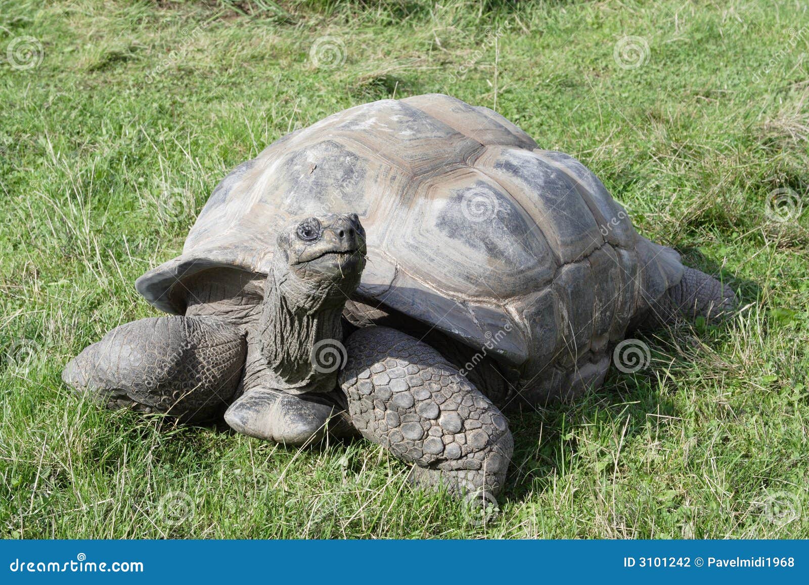 Turtle stock photo. Image of turtle, green, mail, animal - 3101242