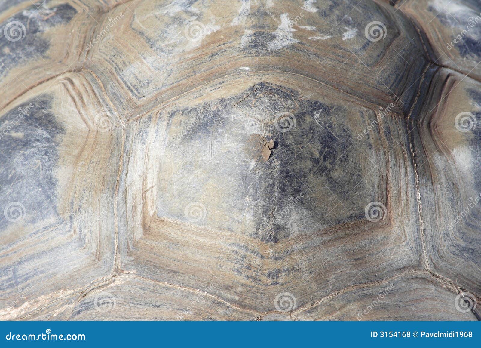 Turtle stock photo. Image of shell, creature, armour, reptiles - 3154168